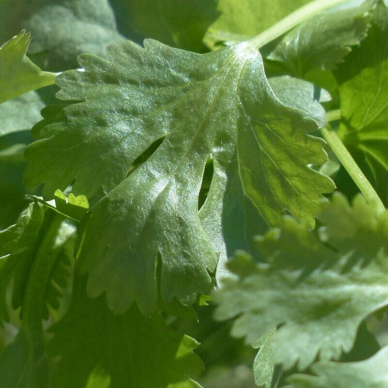 Graines de Coriandre