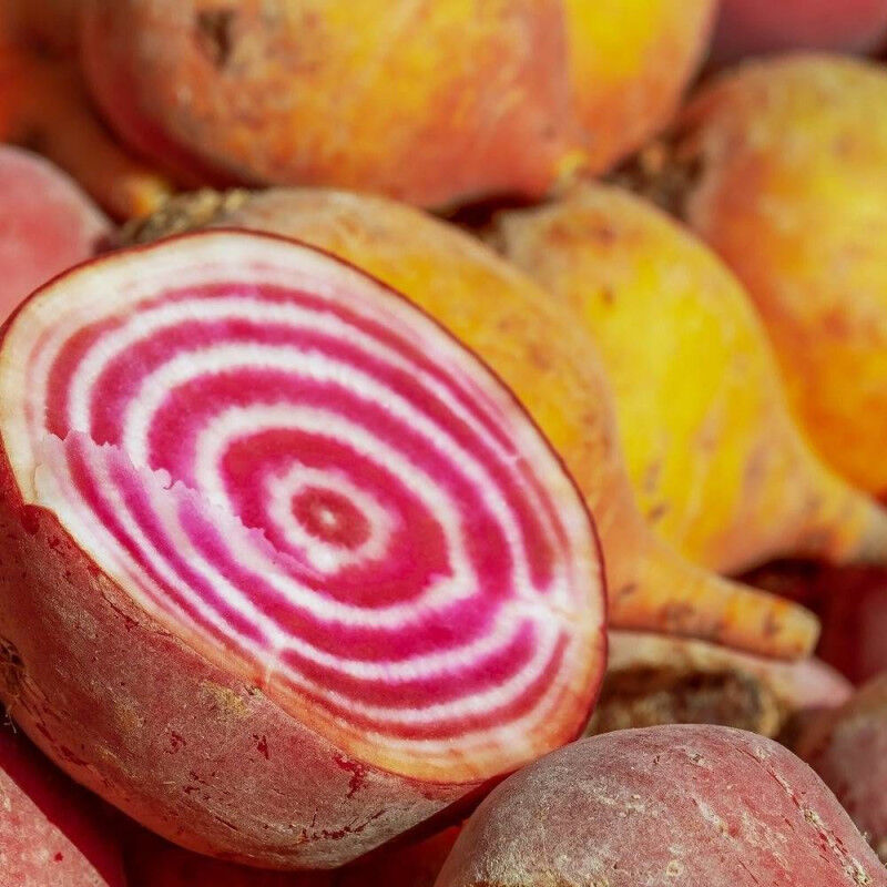 Graines de betterave Chioggia
