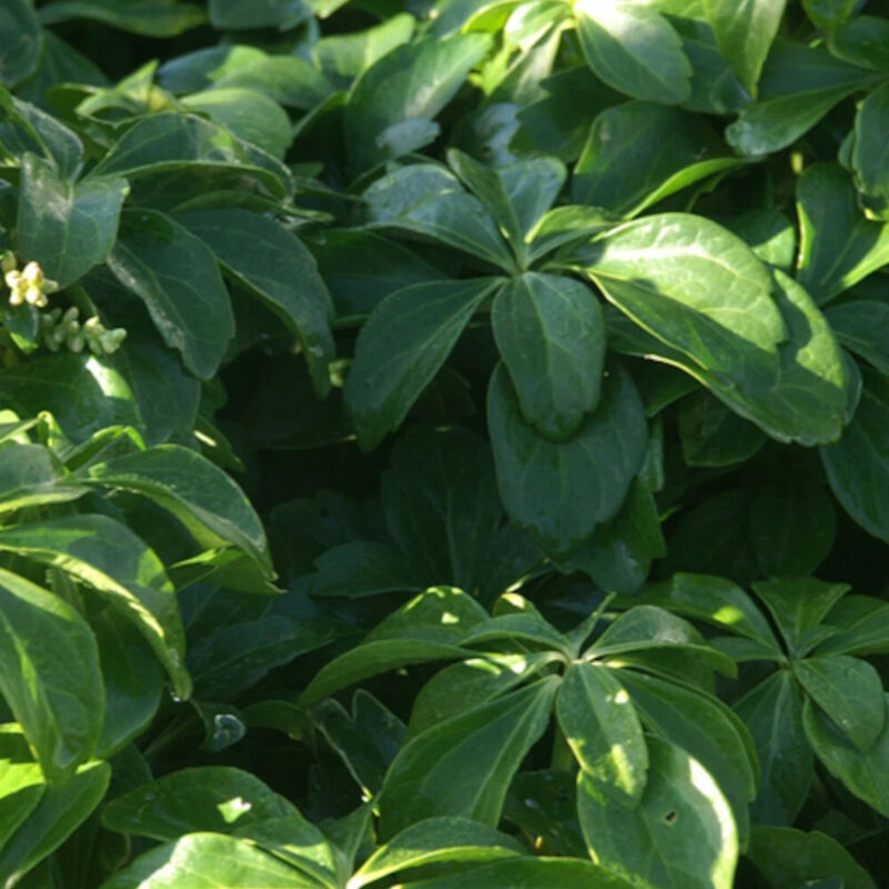 Pachysandre du Japon Green Carpet/Godet