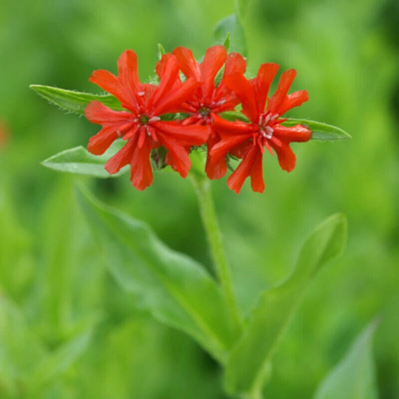Croix de Malte chalcedonica/Godet