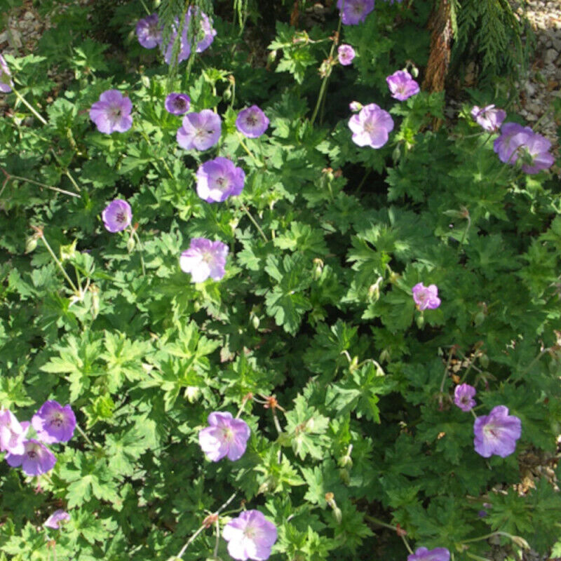 Géranium vivace Azure Rush/Godet