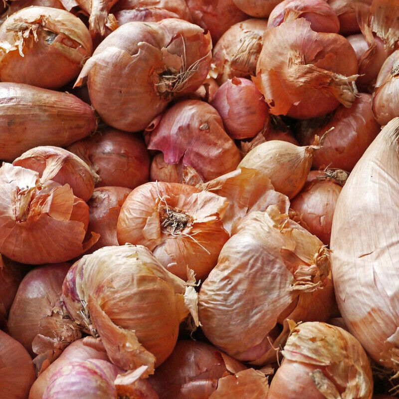 Plants d'échalotes Vigarmor/Sachet de 1 kg