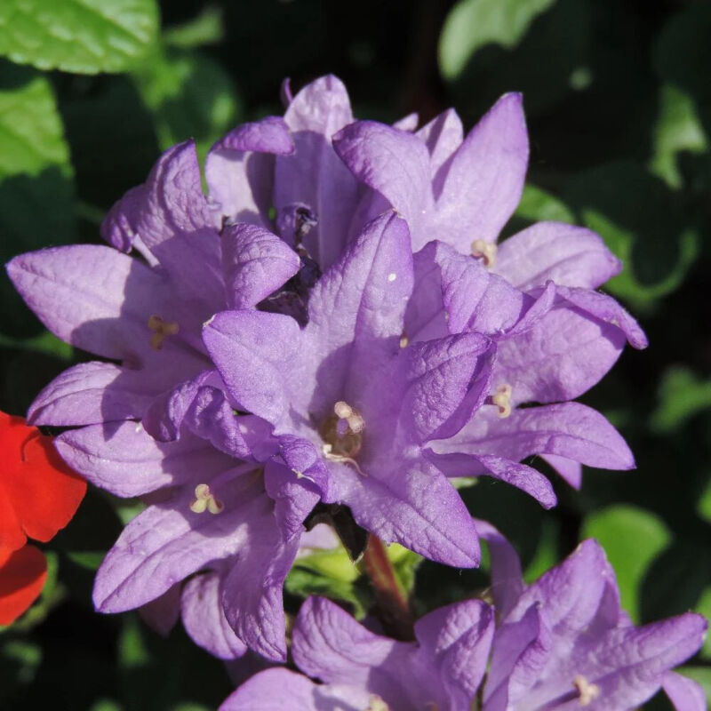 Campanule agglomérée Freya, Campanule glomerata/Lot de 5 godets