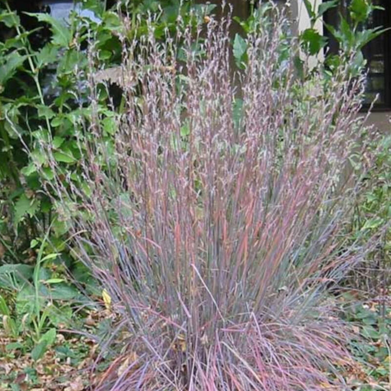 Schizachyrium Blue Heaven/Lot de 3 godets