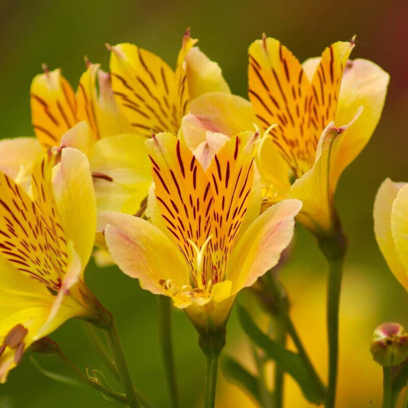 Alstrœmères Nicolas/Godet