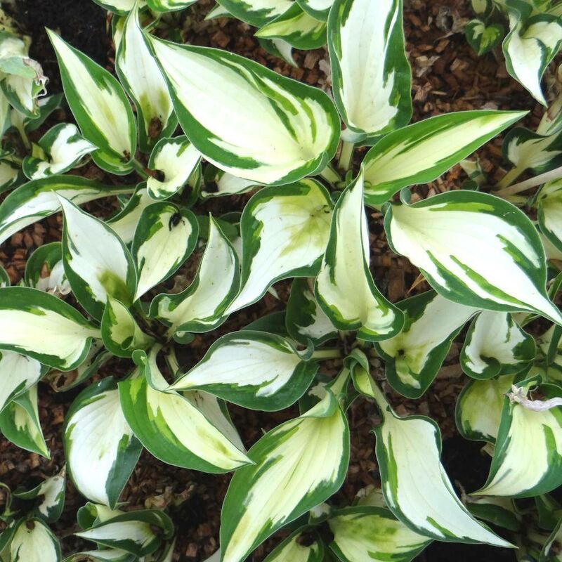 Hosta Fire And Ice | Conditionnement: Lot de 5 godets