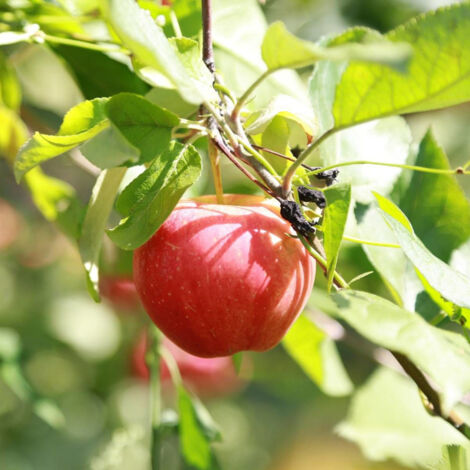 Pommier colonnaire Bellerina® Polka/Pot de 6L