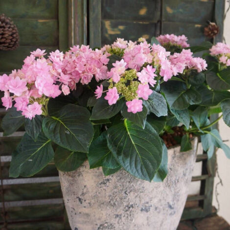 Hortensia macrophylla YOU&ME® Romance 'RIE 09'/Pot de 1,5L
