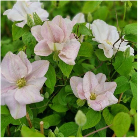 Clématite Innocent blush