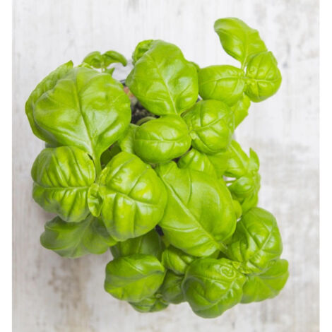Basilic Grand Vert