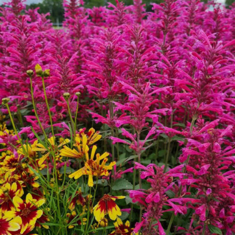 Agastache Morello/Godet