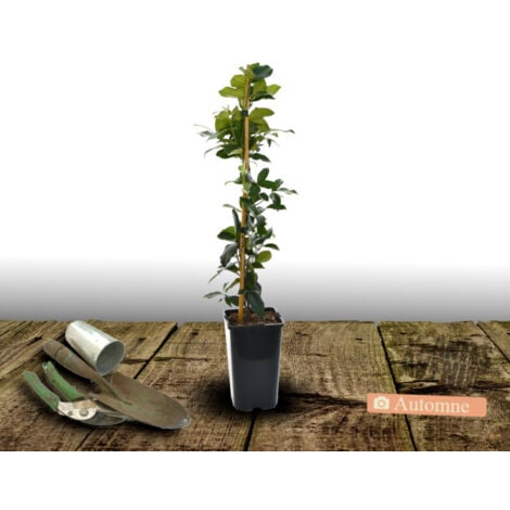 Jasmin étoilé Winter Ruby® 'Trared'/Pot de 1,5L