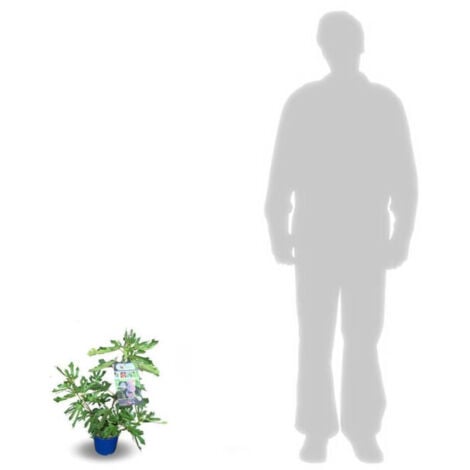 Figuier nain Figality®/Pot de 3L