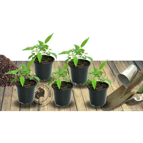 Aster grand d'automne Novi-belgii Audrey | Conditionnement: Lot de 5 godets