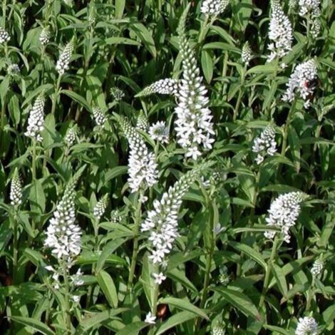 Lysimache barystachys/Godet