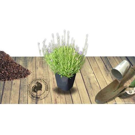 Lavande Dutch Lavander/Pot de 5L
