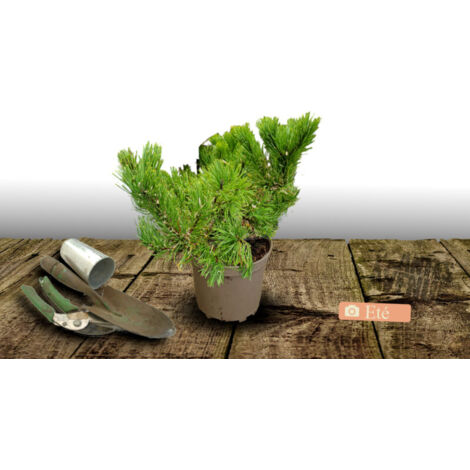Pin noir d'Autriche nain/Pot de 3L