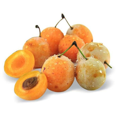 Prunier nain Prunélla