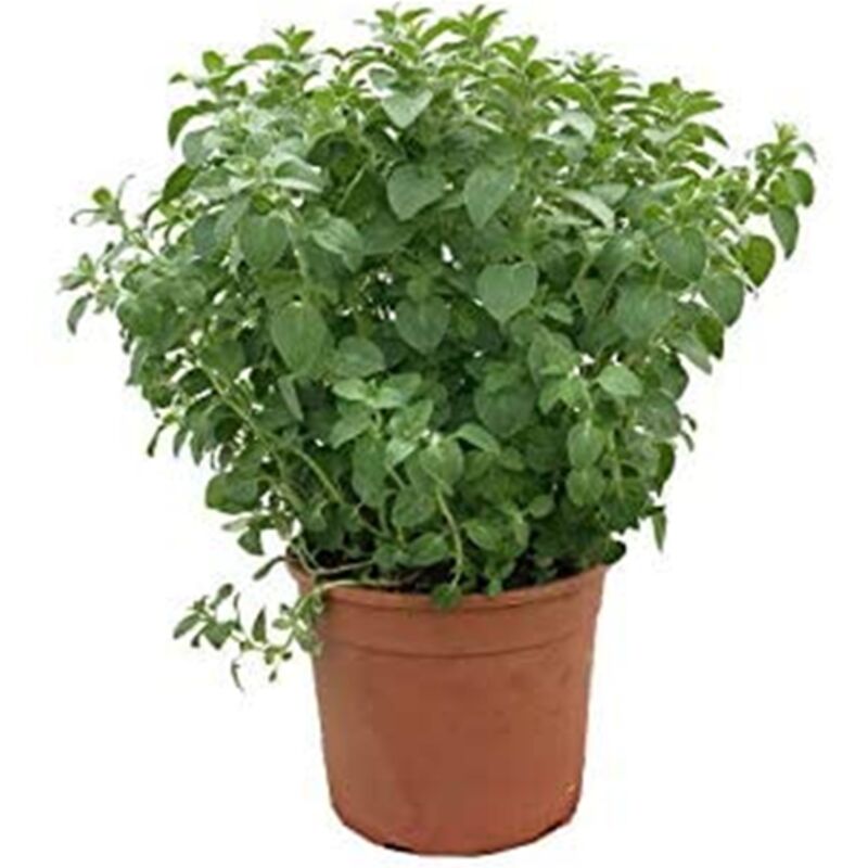 Origano "Origanum vulgare" pianta aromatica in vaso 14 cm