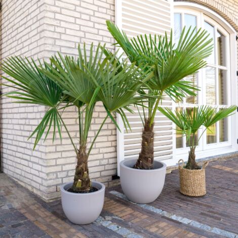 Palma cinese di Chusan "Trachycarpus fortunei" pianta in vaso 19 cm ...