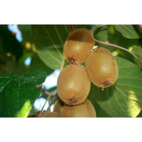 Kiwi "Actinidia deliciosa Jenny" pianta autofertile in vaso 9x9 cm con ...