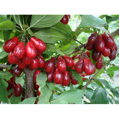 Corniolo "Cornus mas" pianta in vaso h 50/70 cm