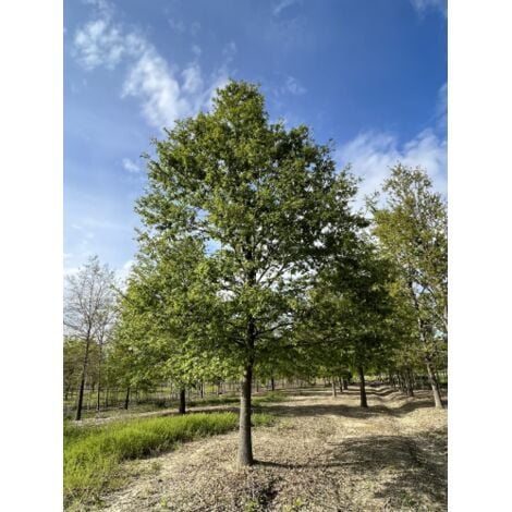 Quercia "Quercus cerris" Cerro pianta in vaso 7x7 cm