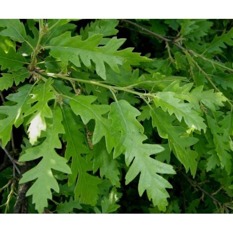 Quercia "Quercus cerris" Cerro pianta in vaso 7x7 cm