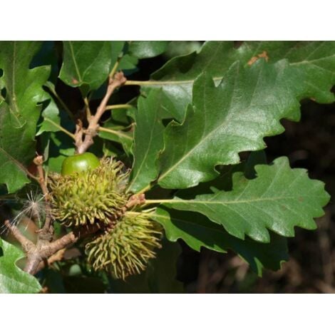 Quercia "Quercus cerris" Cerro pianta in vaso 7x7 cm