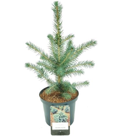 Abete blu pino argentato "Picea pungens Super Blue Seedling" albero di ...