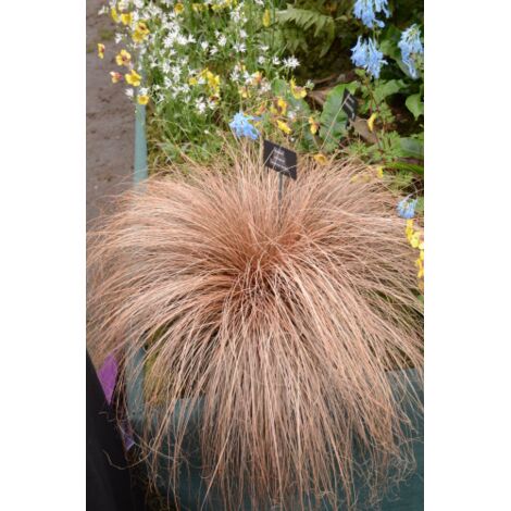 Carice dorata "Carex comans bronze" graminacee ornamentali pianta in ...