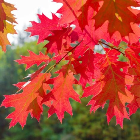 Quercia rossa americana "Quercus rubra" quercia scarlatta pianta in ...