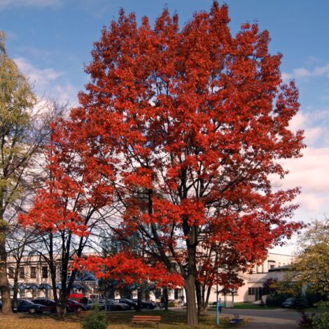 Quercia rossa americana "Quercus rubra" quercia scarlatta pianta in ...