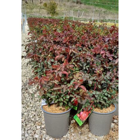 Rosa Grandiflora pianta di rose innestata in vaso 19 cm h. 50/70 cm ...