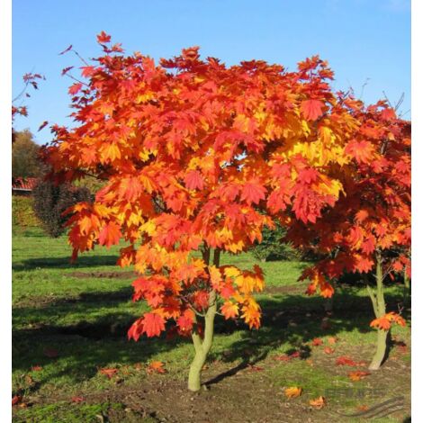 Acero rosso giapponese "Acer japonicum Vitifolium" pianta in vaso 19 cm