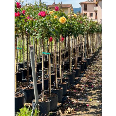 Rosa rifiorente ad alberello rosa "rosai" pianta di rose in vaso 24 cm ...