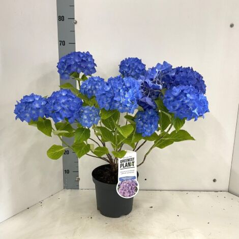 Ortensia blu "Hydrangea macrophylla Renate Steiniger" pianta in vaso 19 cm