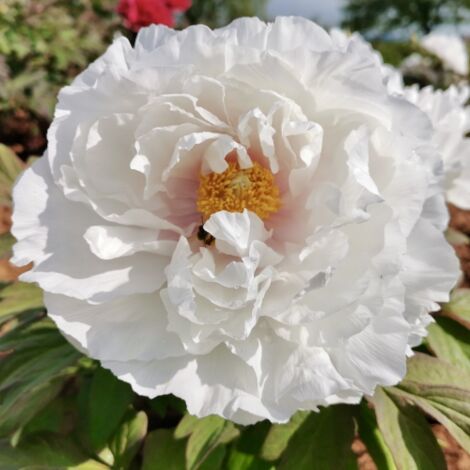 Peonia arbustiva bianca "Peaonia Suffruticosa White" pianta arborea in ...