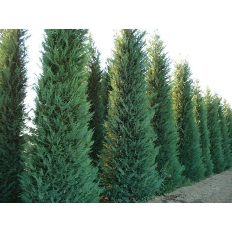 Cipresso di Leyland "Cupressocyparis leylandii" 24 piante in vaso biodegradabile 8 cm