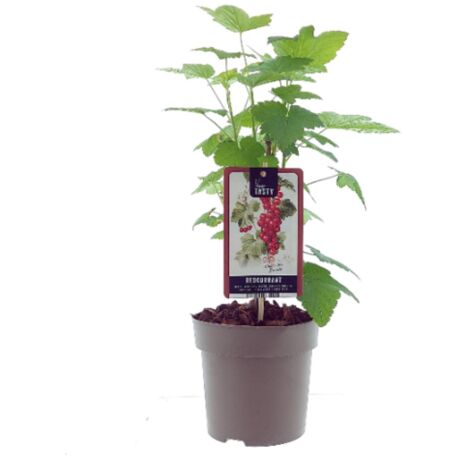 Ribes rosso "Ribes rubrum" frutti di bosco pianta in vaso 19 cm