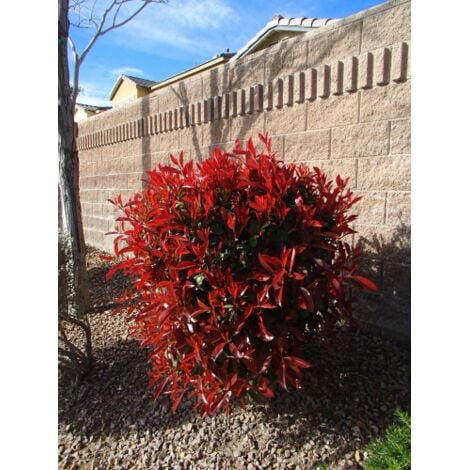 Fotinia "Photinia x fraseri Dynamo Red" pianta da siepe sempreverde in ...