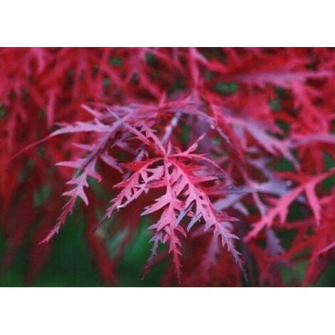 Acero rosso giapponese "Acer palmatum dissectum Firecracker" pianta in ...