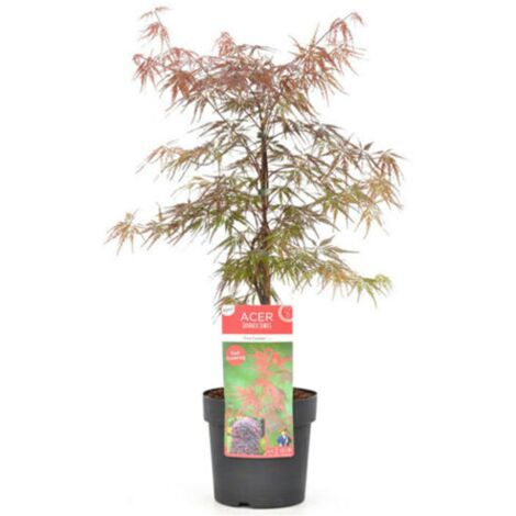 Acero rosso giapponese "Acer palmatum dissectum Firecracker" pianta in ...