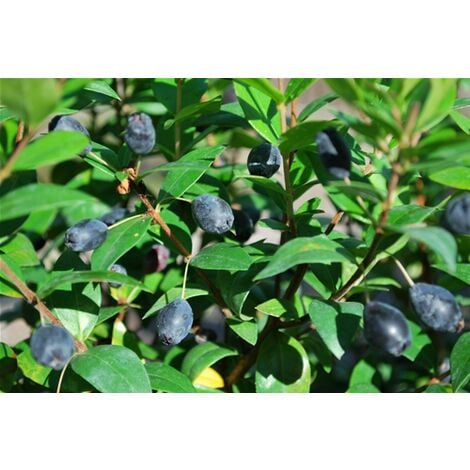 Mirto Sardo "Myrtus Communis" Mirto Comune in vaso 9 cm