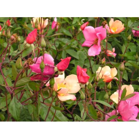Rosa cinese "Rosa chinensis mutabilis" pianta di rose in vaso 19 cm h ...