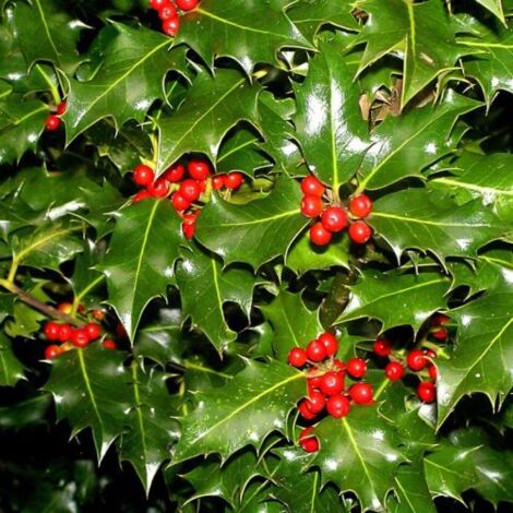 Agrifoglio "Ilex aquifolium Nellie Stevens" 3 piante in vaso ...