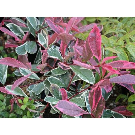Photinia x Fraseri 'Pink Marble' Fotinia Variegata Pianta da Siepe ...