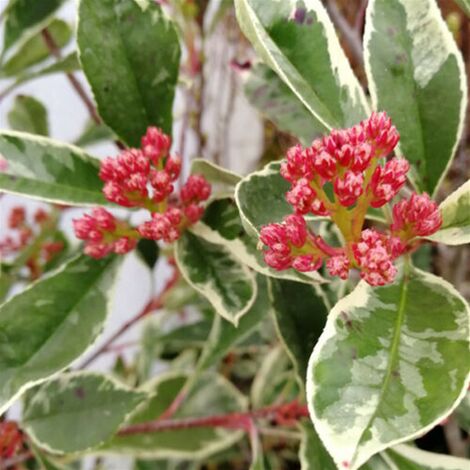 Photinia x Fraseri 'Pink Marble' Fotinia Variegata Pianta da Siepe ...