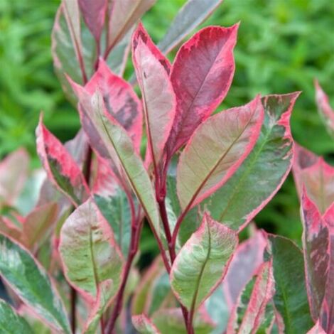 Photinia x Fraseri 'Pink Marble' Fotinia Variegata Pianta da Siepe ...