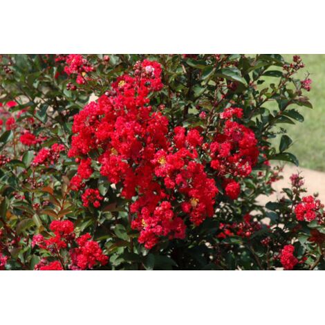 Lagerstroemia indica rossa "Dynamite" 3 piante a cespuglio in vaso 17 cm